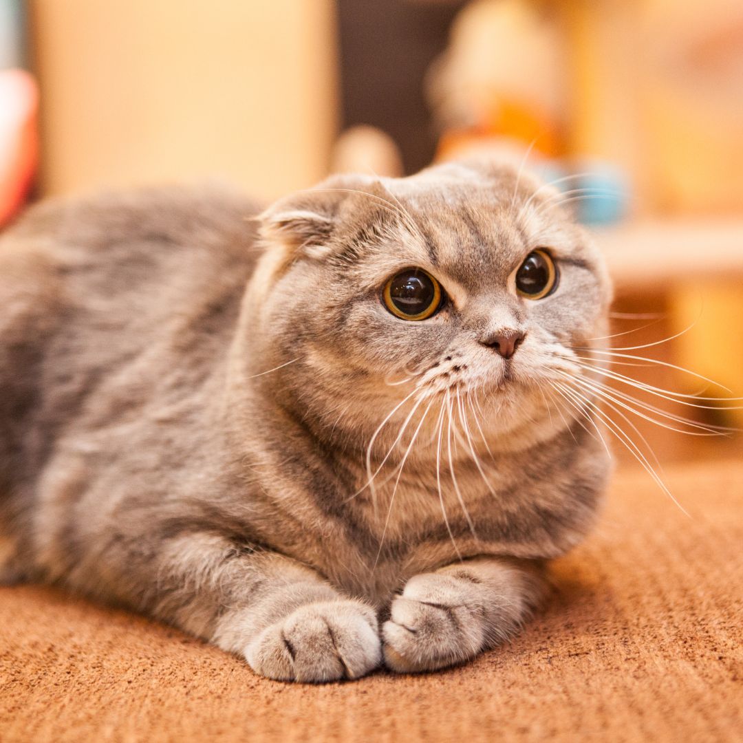 7 Distinct Cat Personality Traits According to Science – Which One is ...