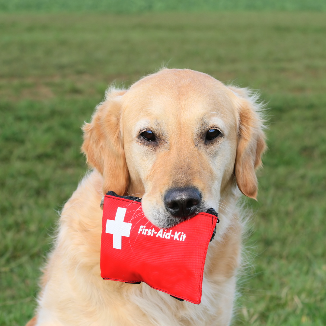 The ABCs of Dog First Aid: Essential Skills Every Owner Should Know